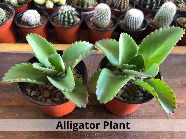 Alligator Plant: Care, Propagation And Benefits - Succulent Path