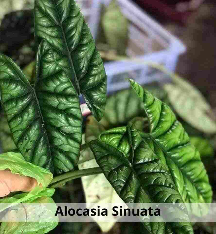 Alocasia Sinuata: Care And Propagation - Succulent Path