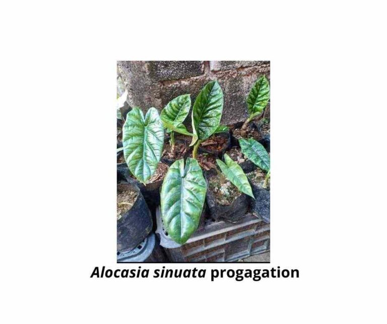 Alocasia Sinuata: Care And Propagation - Succulent Path