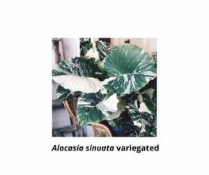 Alocasia Sinuata: Care And Propagation - Succulent Path