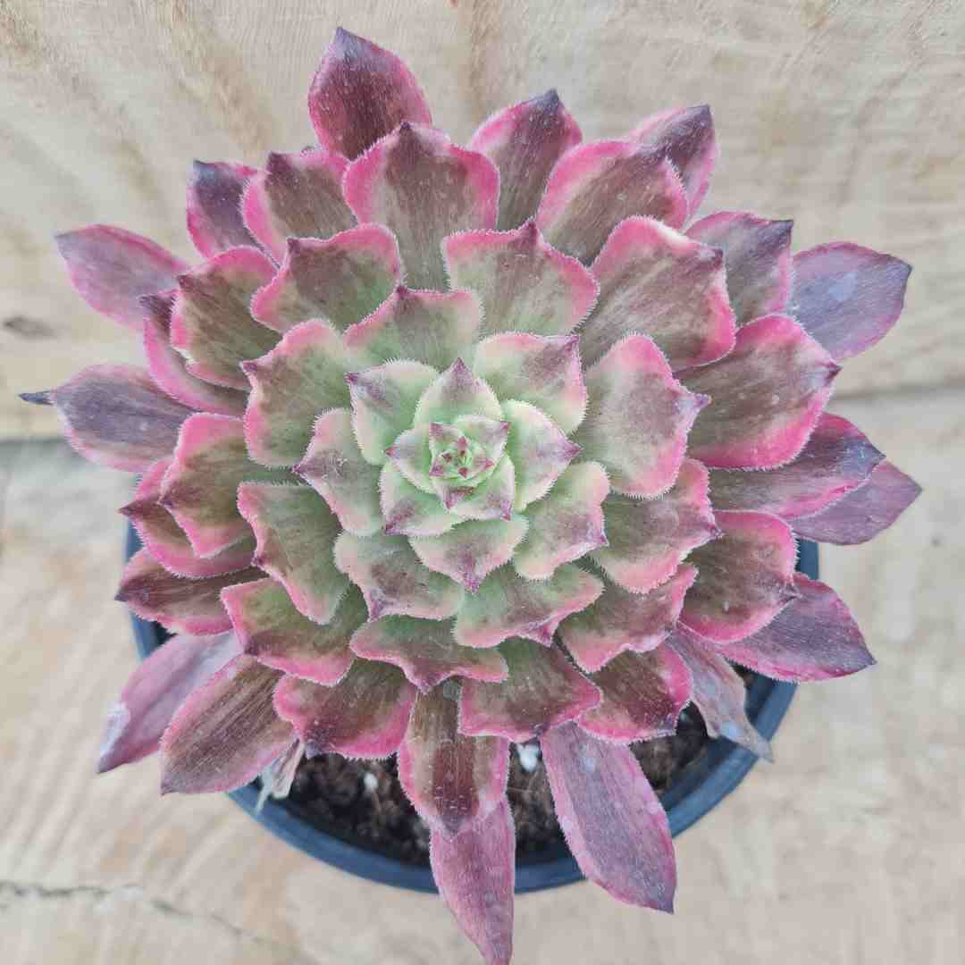 28 Stunning Pink Succulents To Grow - Succulent Path