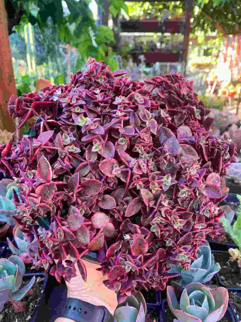28 Stunning Pink Succulents To Grow - Succulent Path
