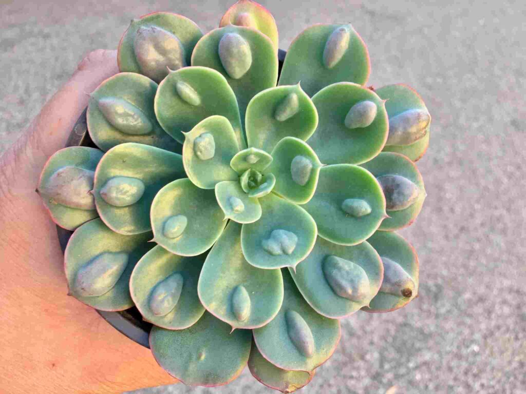 28 Stunning Pink Succulents To Grow - Succulent Path