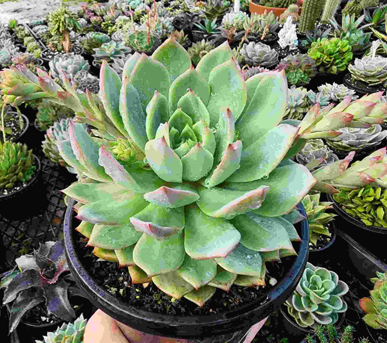28 Stunning Pink Succulents To Grow - Succulent Path