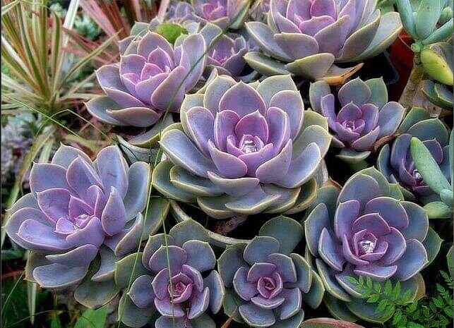 28 Stunning Pink Succulents To Grow - Succulent Path
