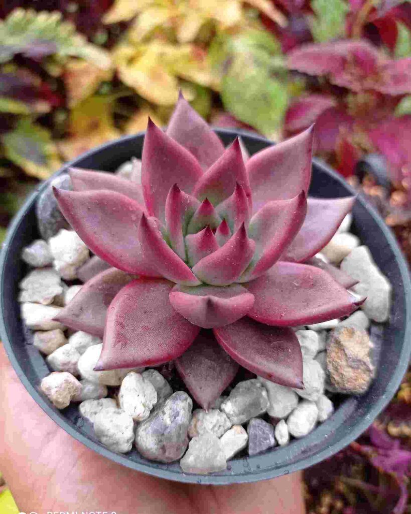 28 Stunning Pink Succulents To Grow - Succulent Path