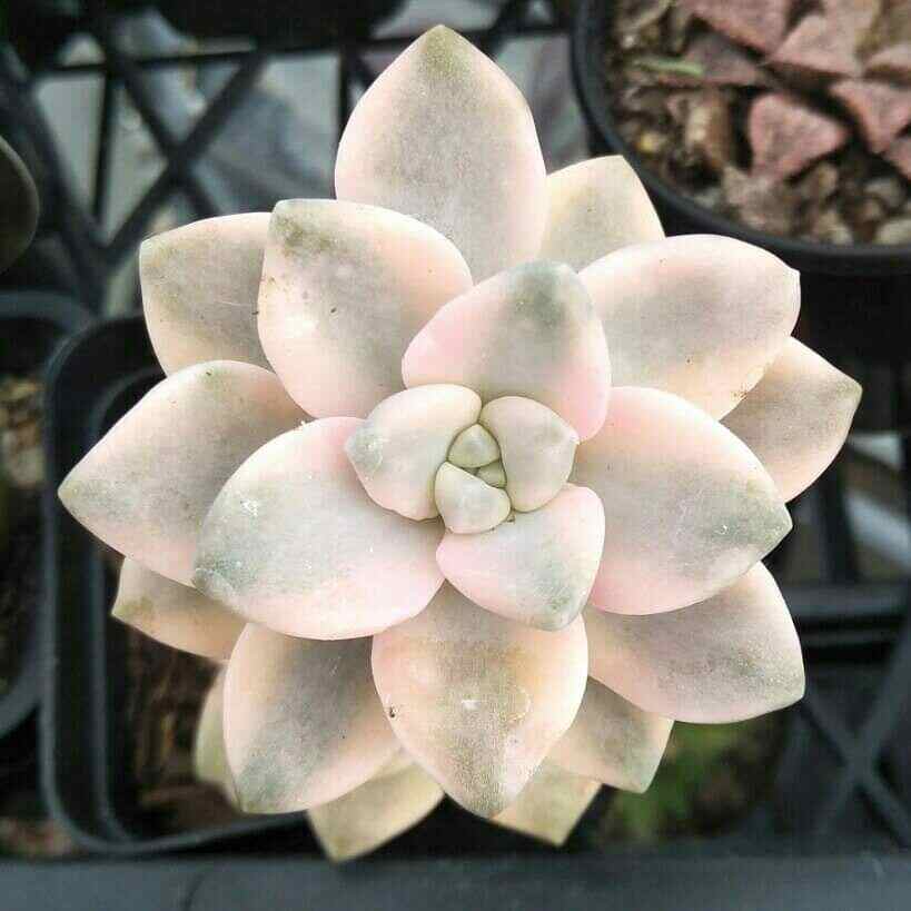 28 Stunning Pink Succulents To Grow - Succulent Path
