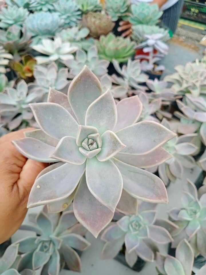 28 Stunning Pink Succulents To Grow - Succulent Path