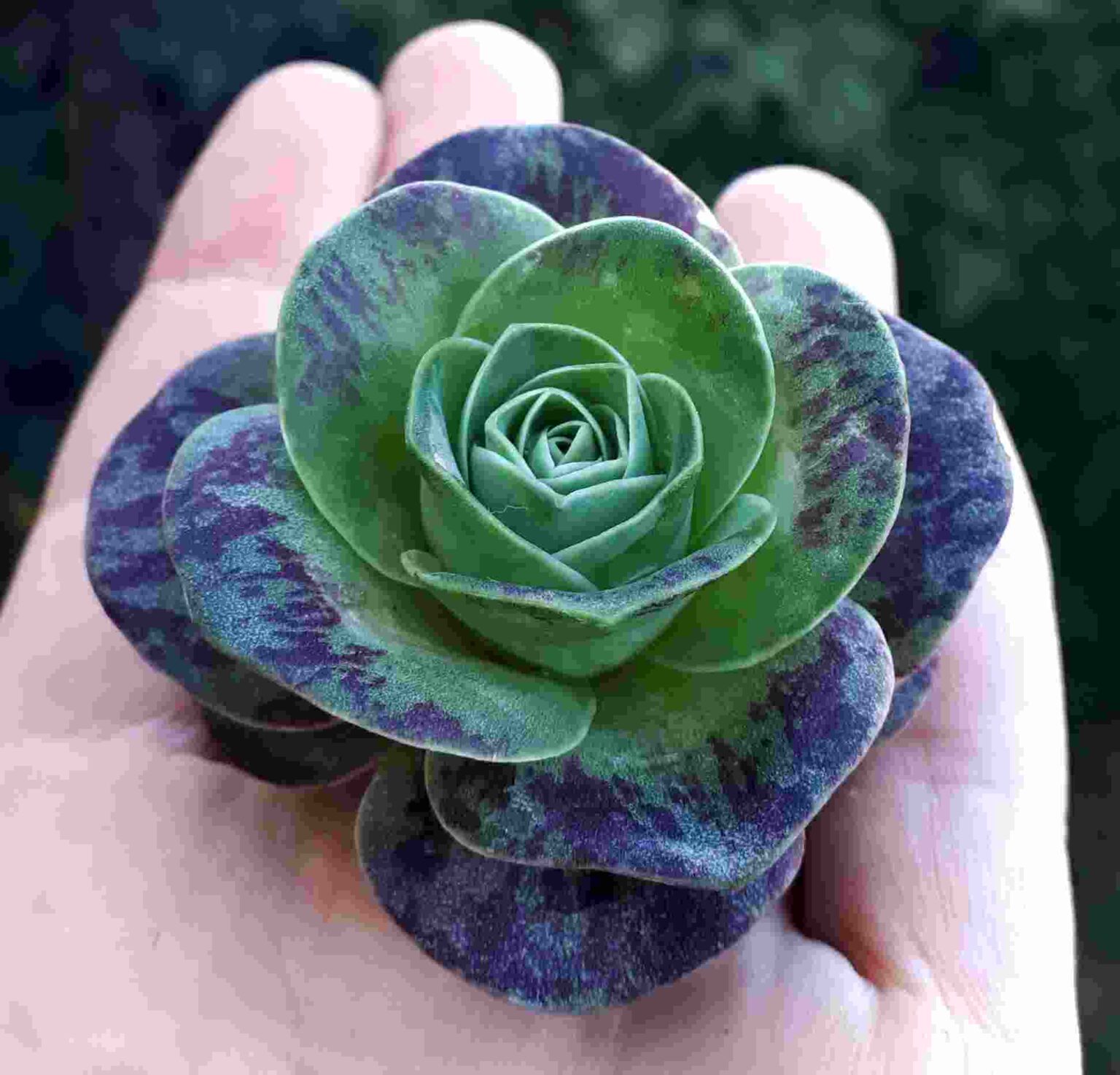 28 Stunning Pink Succulents To Grow - Succulent Path
