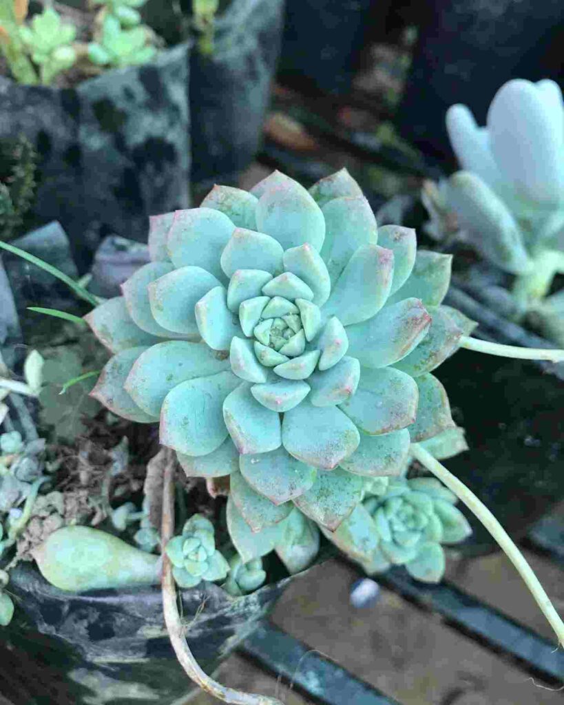 28 Stunning Pink Succulents To Grow - Succulent Path