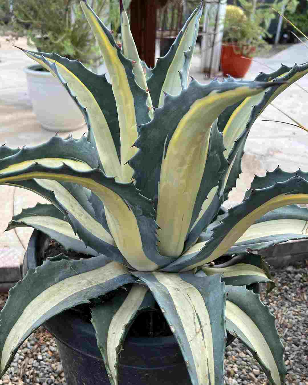20+ Large Succulents Which Looks Stunning - Succulent Path