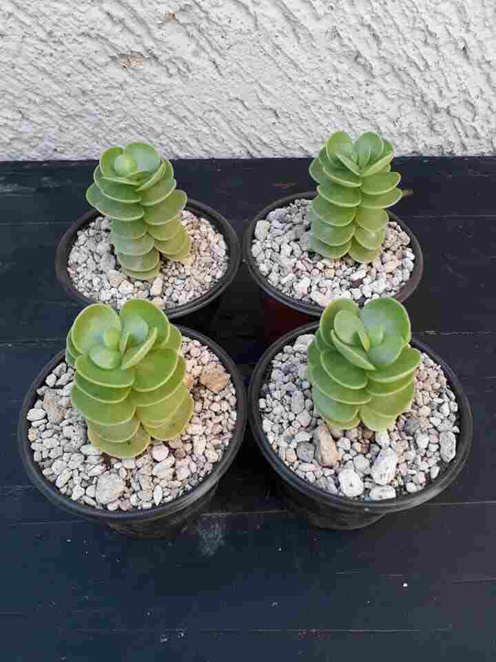 Portulaca Molokiniensis: Care And Propagation - Succulent Path