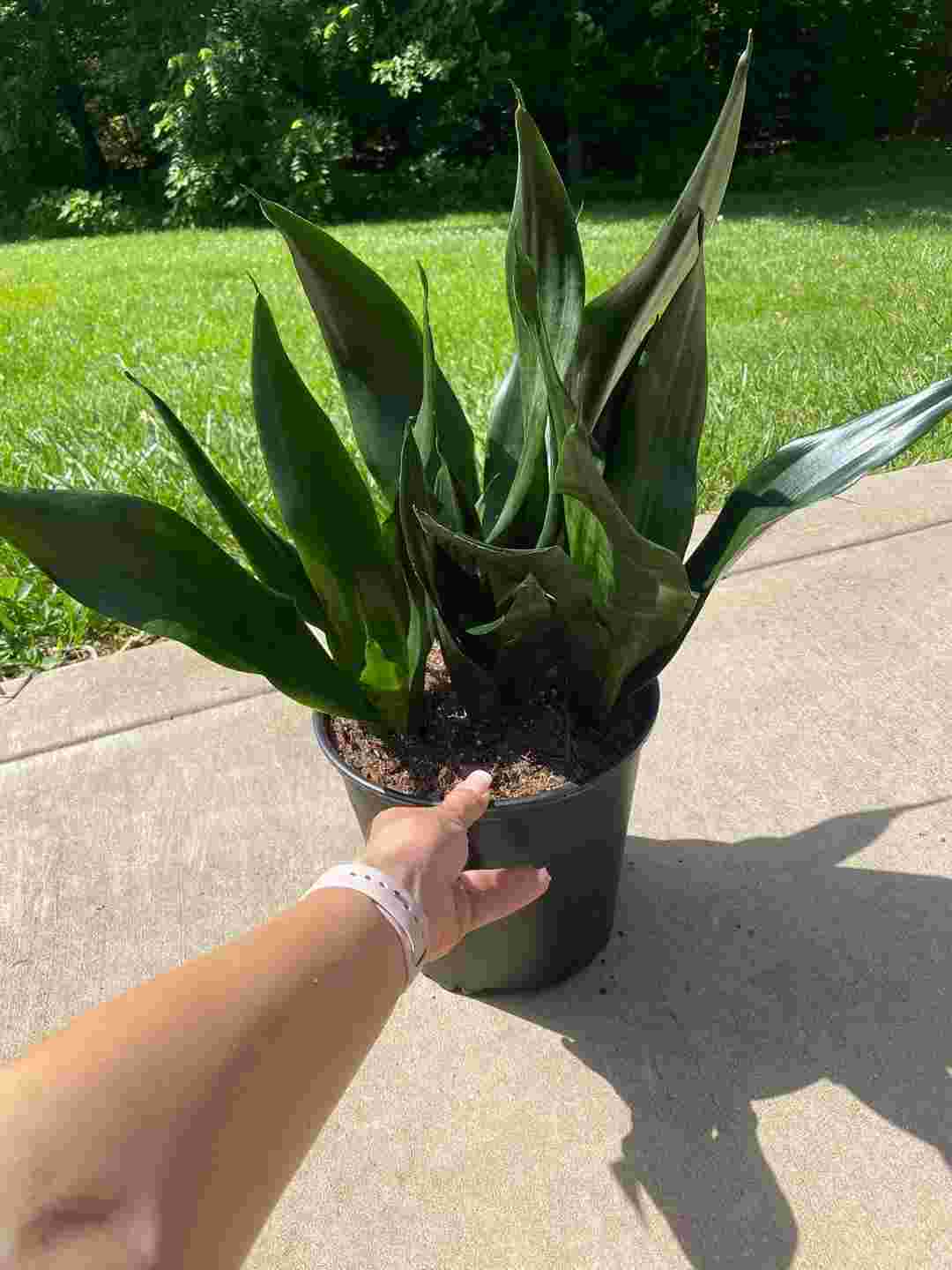 31 Types Of Snake Plants With Names And Images - Succulent Path