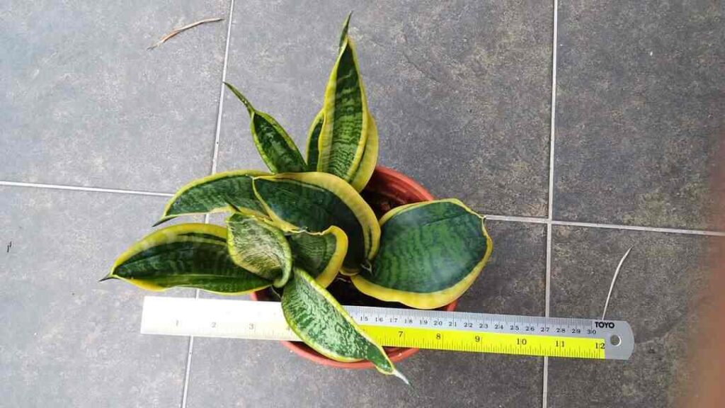 31 Types Of Snake Plants With Names And Images - Succulent Path