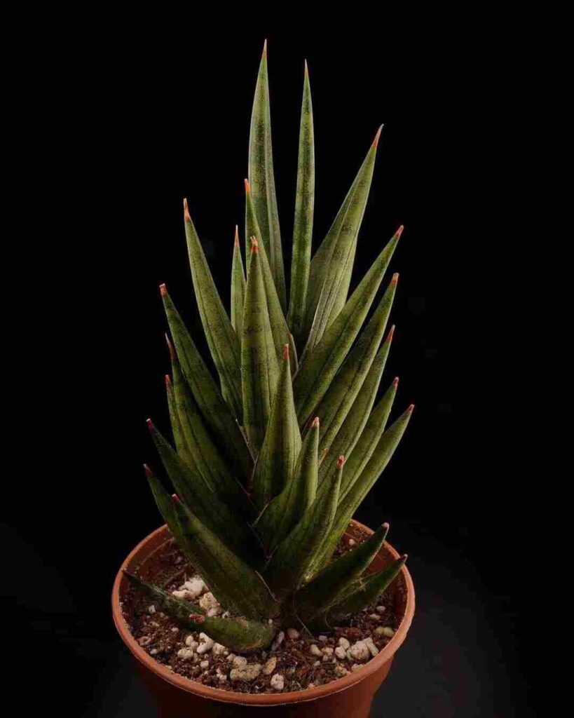 31 Types Of Snake Plants With Names And Images - Succulent Path