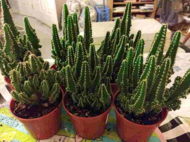 Triangle Cactus (Acanthocereus tetragonus): Care And Propagation ...
