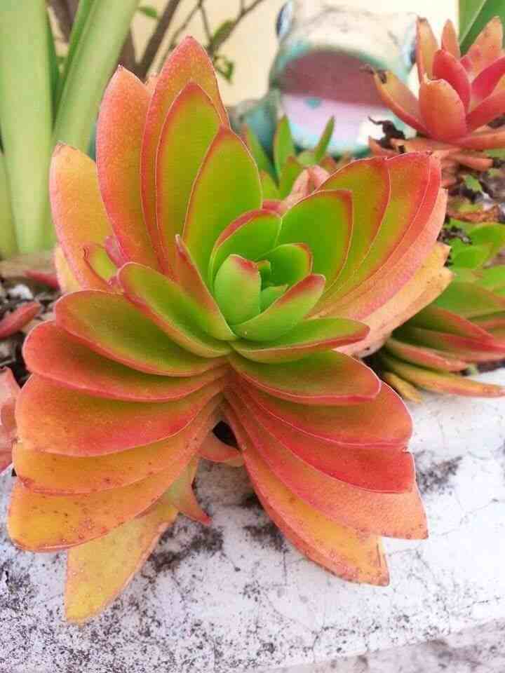 20+Astonishing Red Succulents That Stays Red - Succulent Path