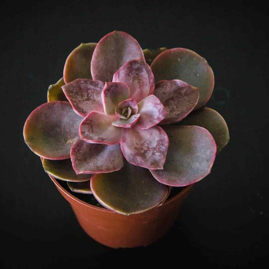 20+Astonishing Red Succulents That Stays Red - Succulent Path