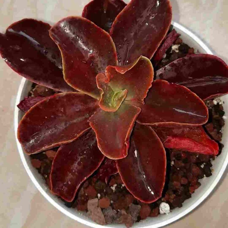 20+Astonishing Red Succulents That Stays Red - Succulent Path