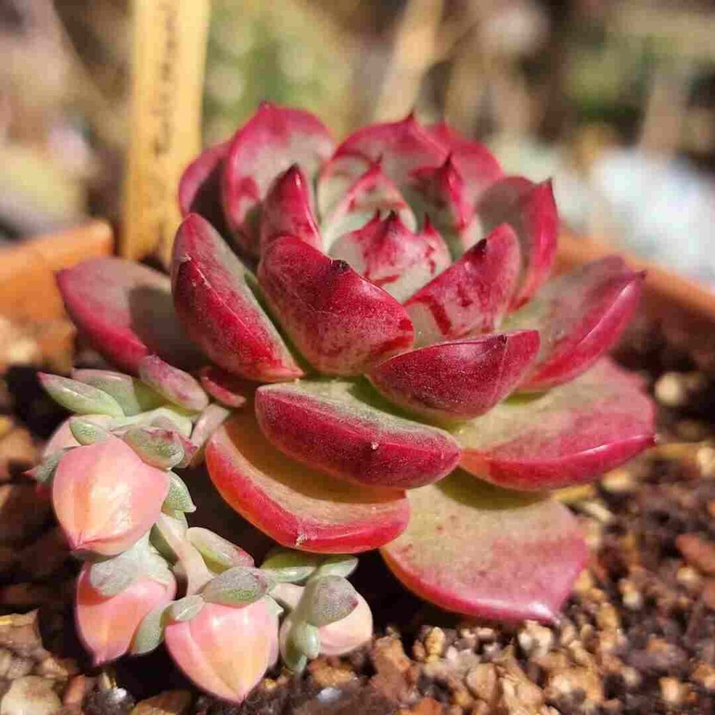 20+Astonishing Red Succulents That Stays Red - Succulent Path