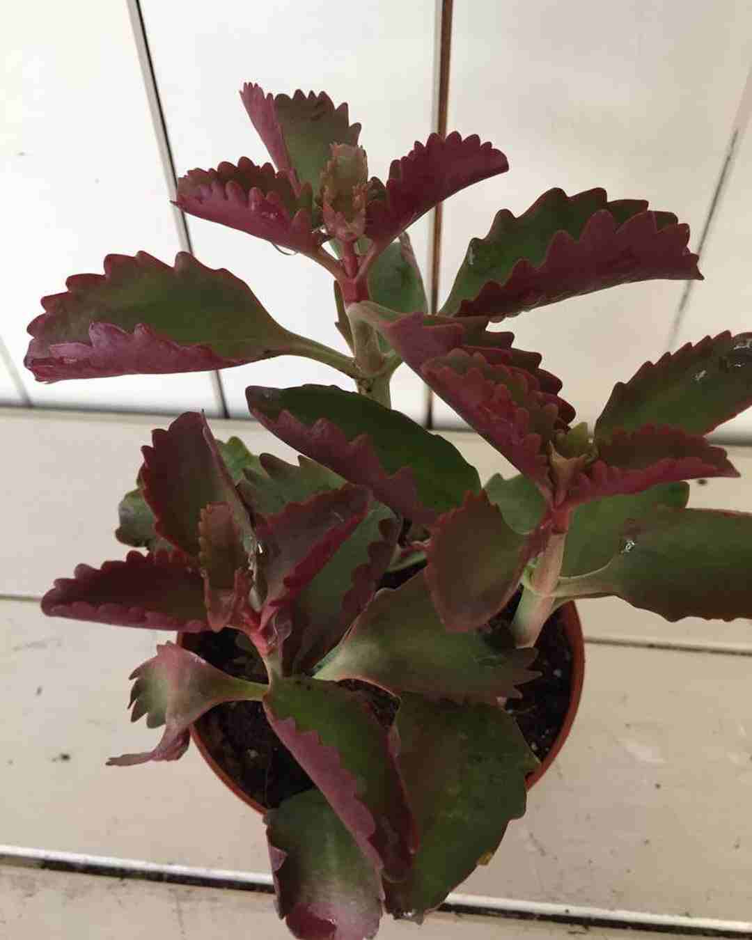 20+Astonishing Red Succulents That Stays Red - Succulent Path