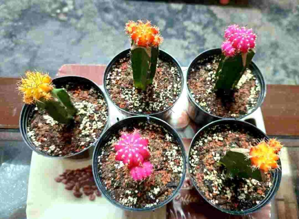 20+Astonishing Red Succulents That Stays Red - Succulent Path