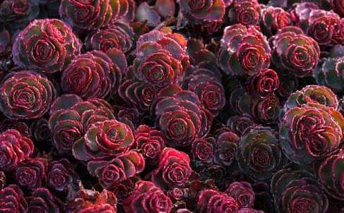 20+Astonishing Red Succulents That Stays Red - Succulent Path