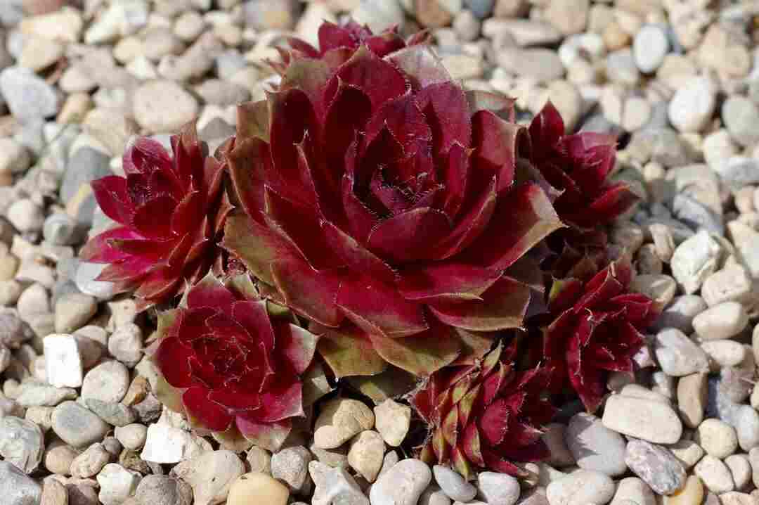 20+Astonishing Red Succulents That Stays Red - Succulent Path