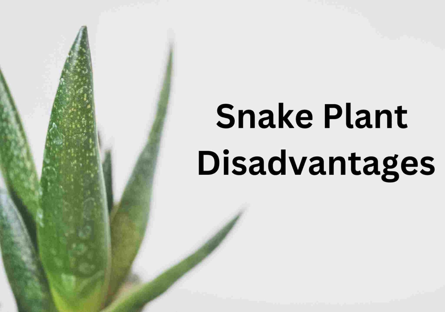 13+ Snake Plant Disadvantages That You Need To Know - Succulent Path