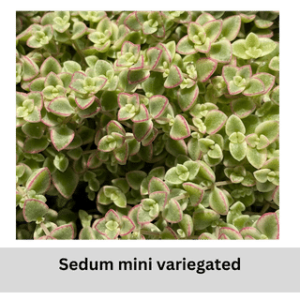 25 Astonishing Variegated Succulents With Images - Succulent Path