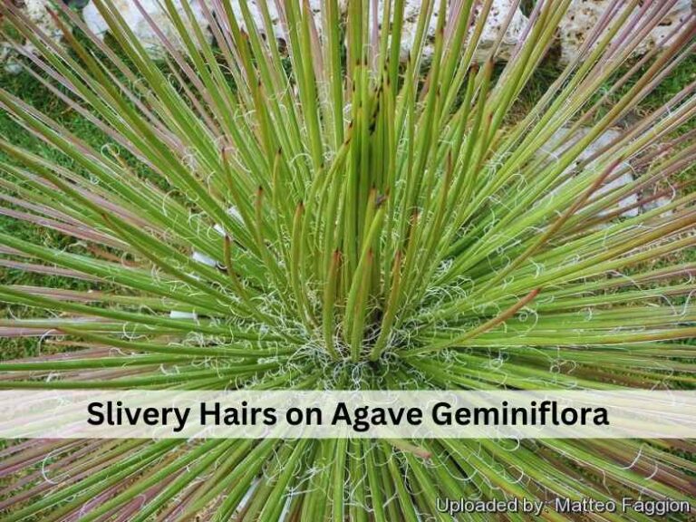 Agave Geminiflora: Easy Guide For Caring and Propagation - Succulent Path