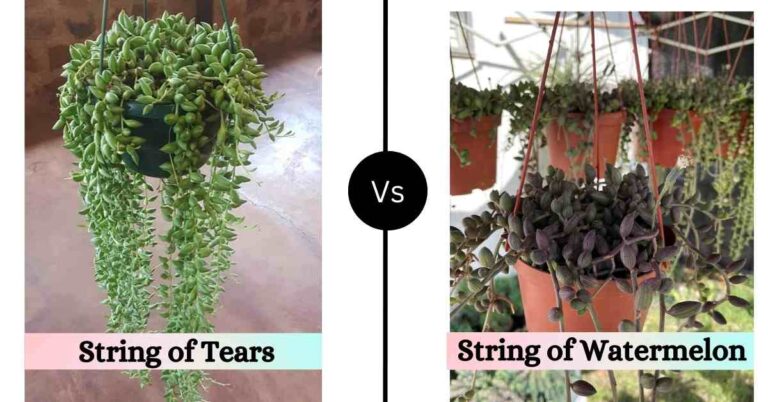 String of Tears: Beginner's Guide to Care and Propagation - Succulent Path