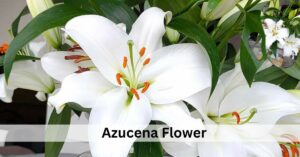 Azucena Flower | Madonna lily: Meaning, Care and Propagation ...