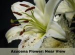 Azucena Flower | Madonna lily: Meaning, Care and Propagation ...