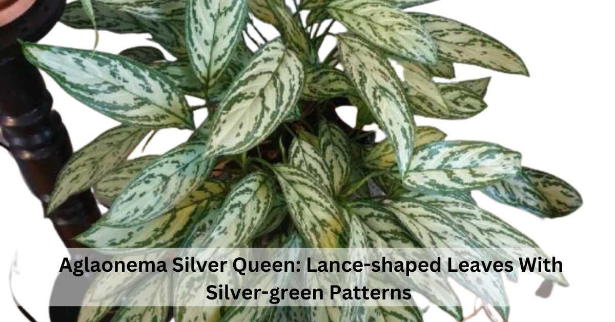 31 Stunning Aglaonema Varieties With Pictures - Succulent Path