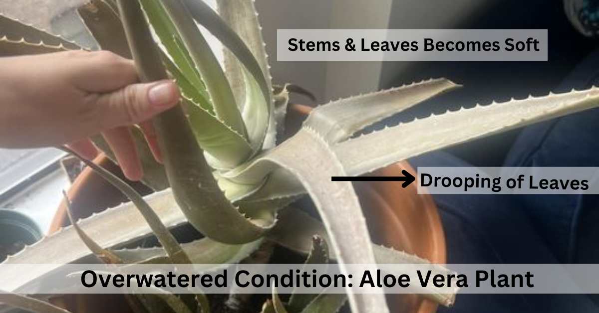 Overwatered vs Underwatered Succulent: Signs and Remedies - Succulent Path