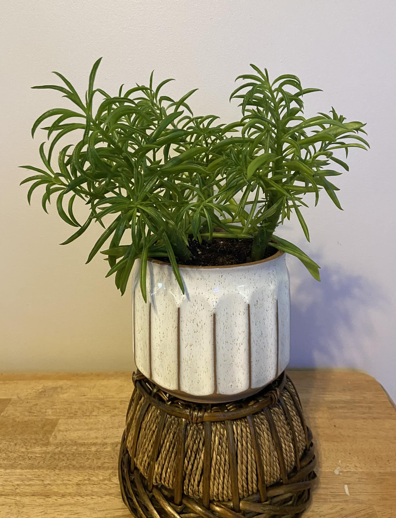 Peperomia ferreyrae: Happy Bean Succulent Care and Propagation ...