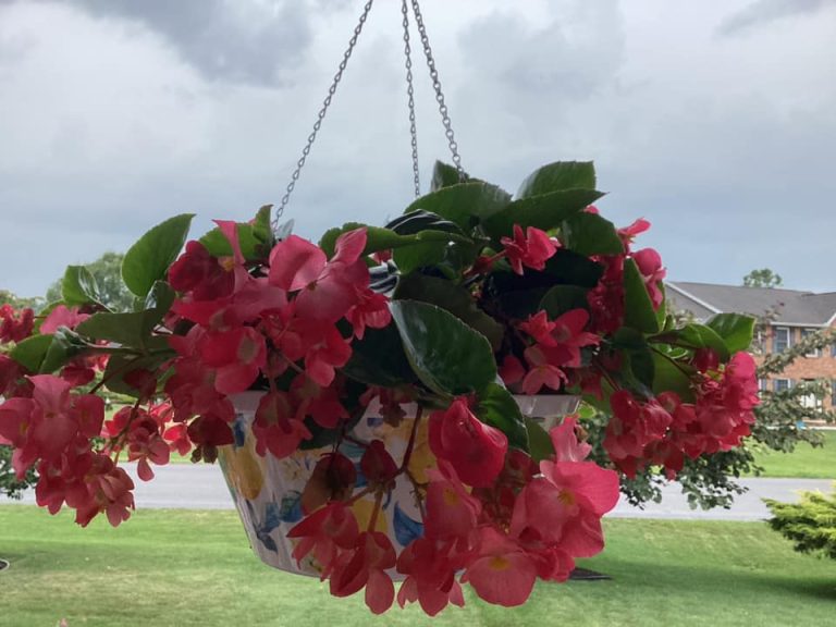 Weeping Begonia: Are They Real? - Succulent Path