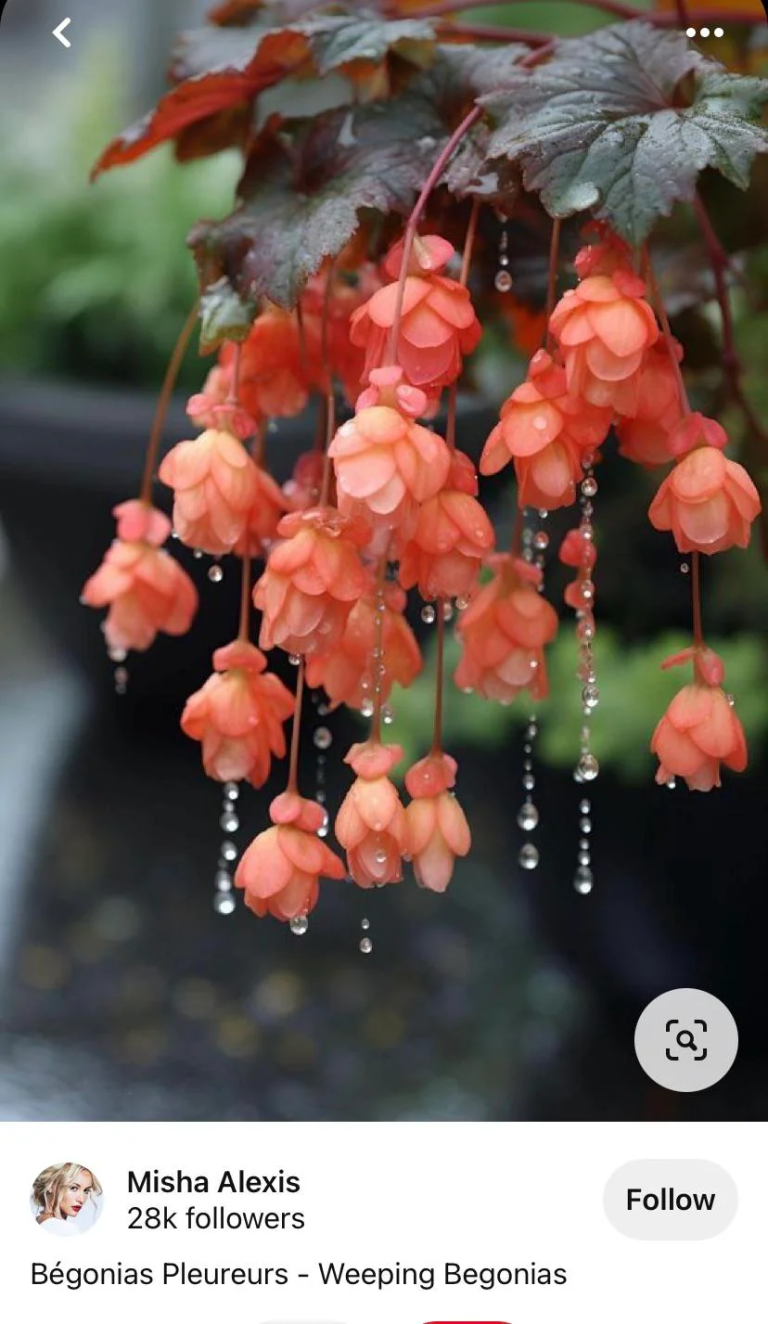 Weeping Begonia: Are They Real? - Succulent Path