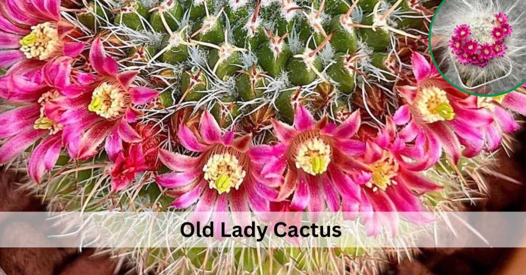 Old Lady Cactus (Mammillaria hahniana): Care and Propagation ...