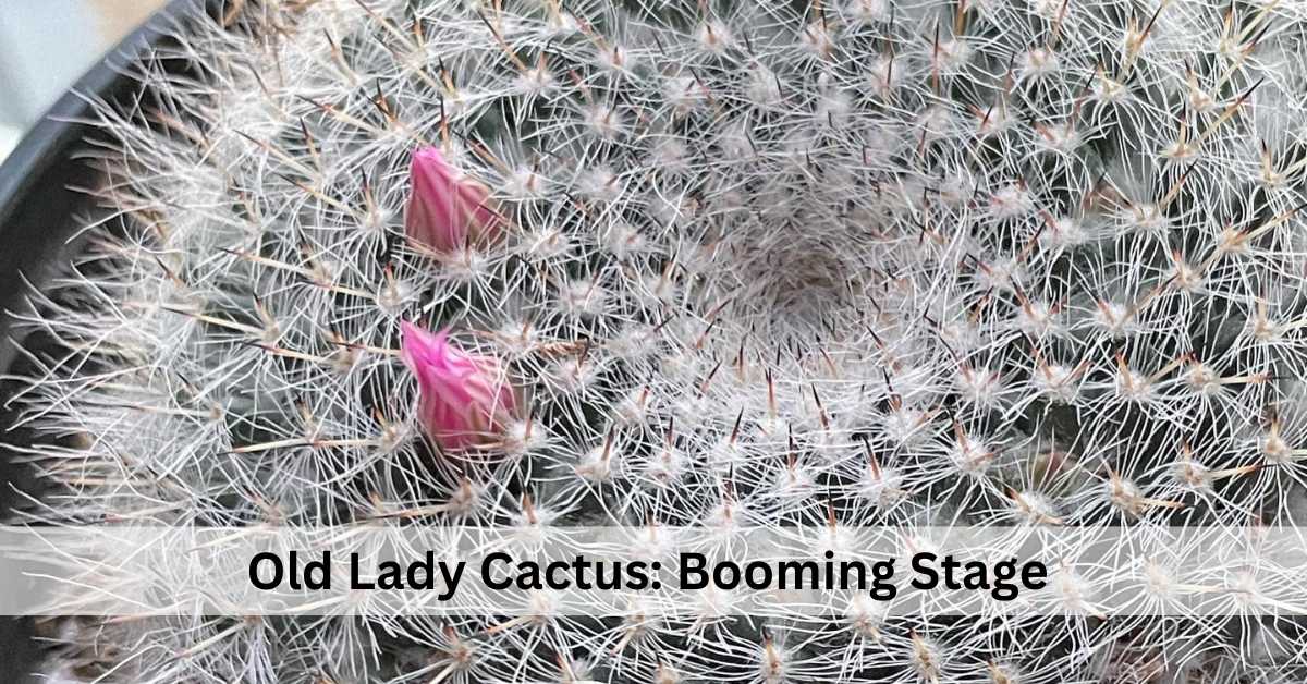 Old Lady Cactus (Mammillaria hahniana): Care and Propagation ...
