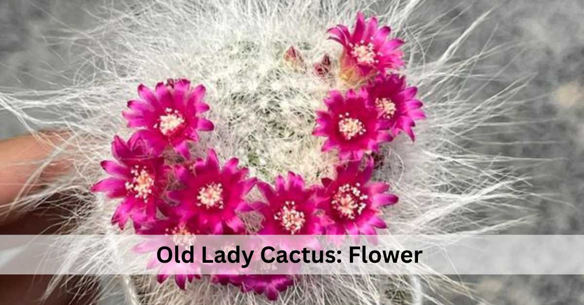 Old Lady Cactus (Mammillaria hahniana): Care and Propagation ...