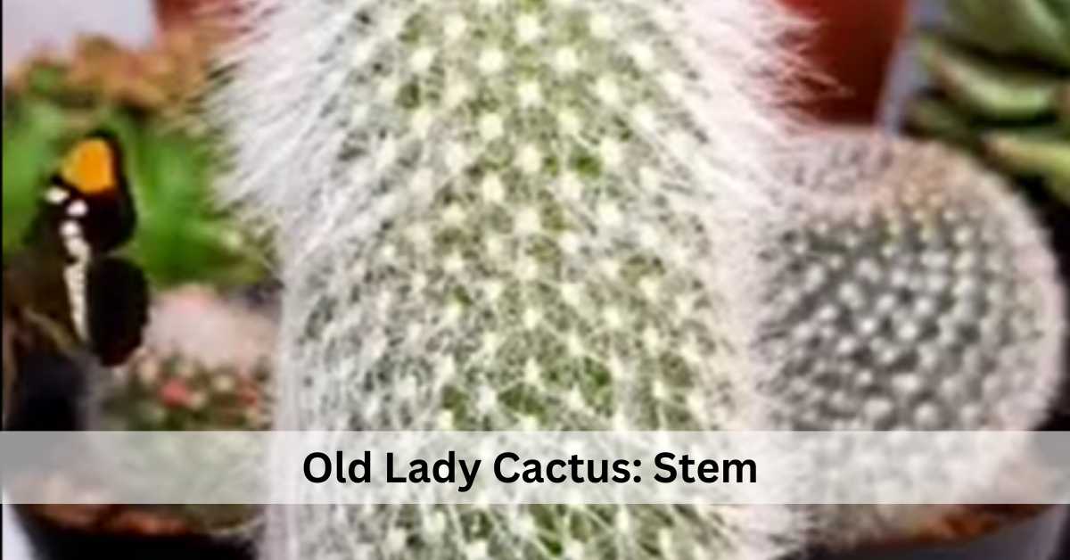 Old Lady Cactus (Mammillaria hahniana): Care and Propagation ...