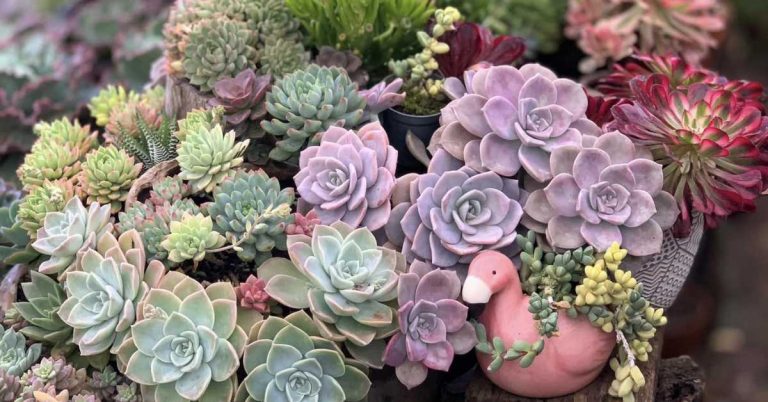 How To Care For Succulents | Indoors and Outdoors Succulents Care ...