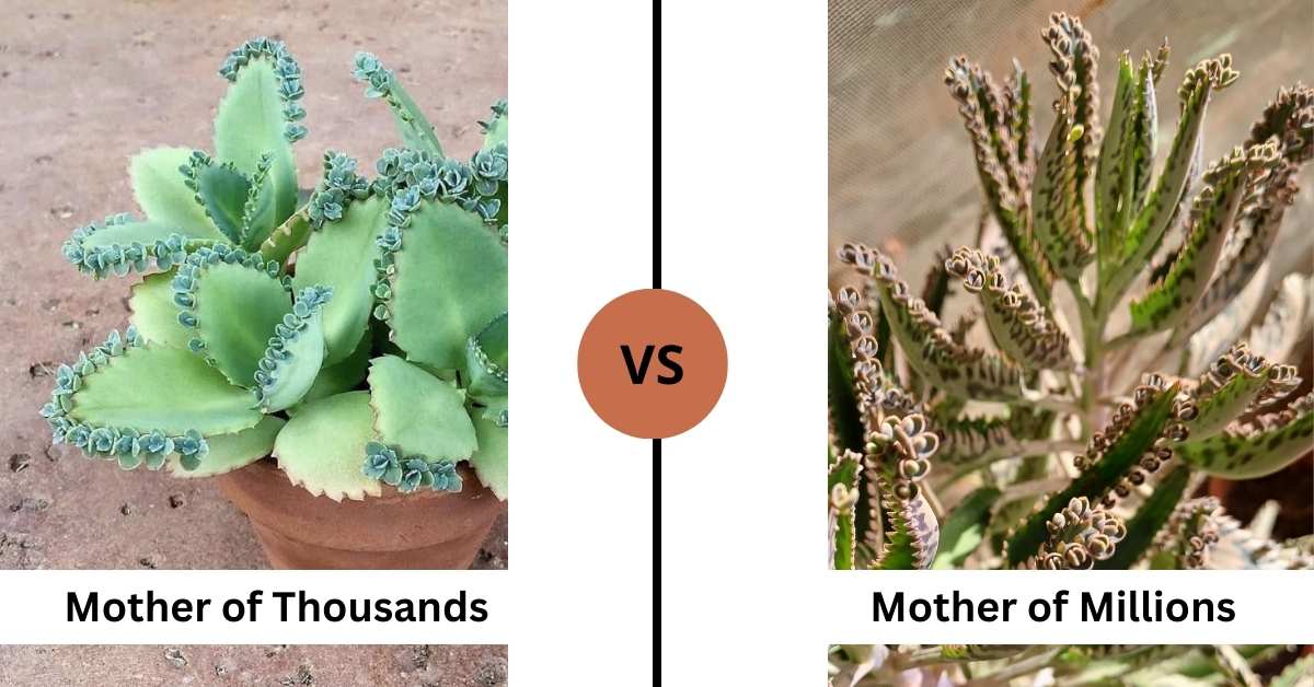 Mother of Millions (Kalanchoe Delagoensis): Care and Propagation ...