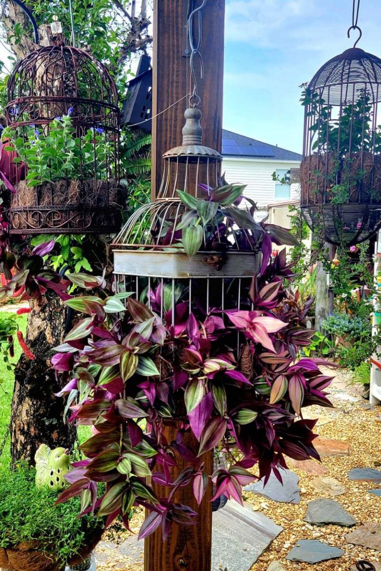 Wandering Jew Plant: Care and Propagation Guide - Succulent Path