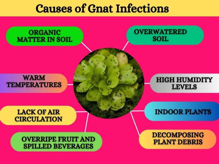 How to get rid of plant gnats? - Succulent Path